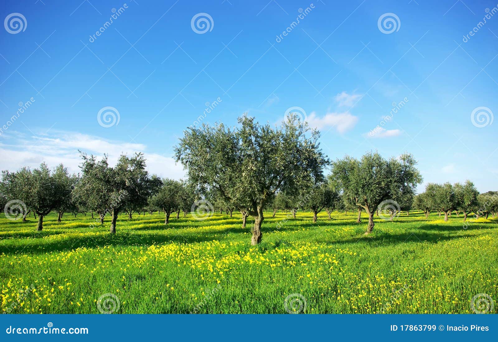 Olives Tree in Green Field at Portugal. Stock Image - Image of cloud ...