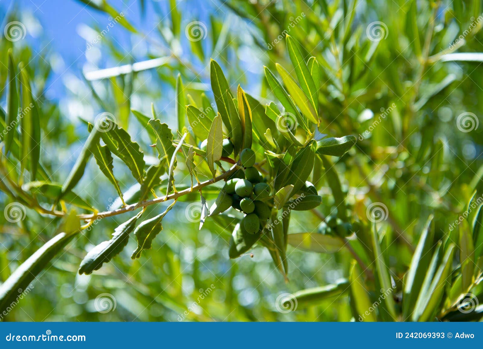 Olives on Tree stock image. Image of tree, green, azapa - 242069393