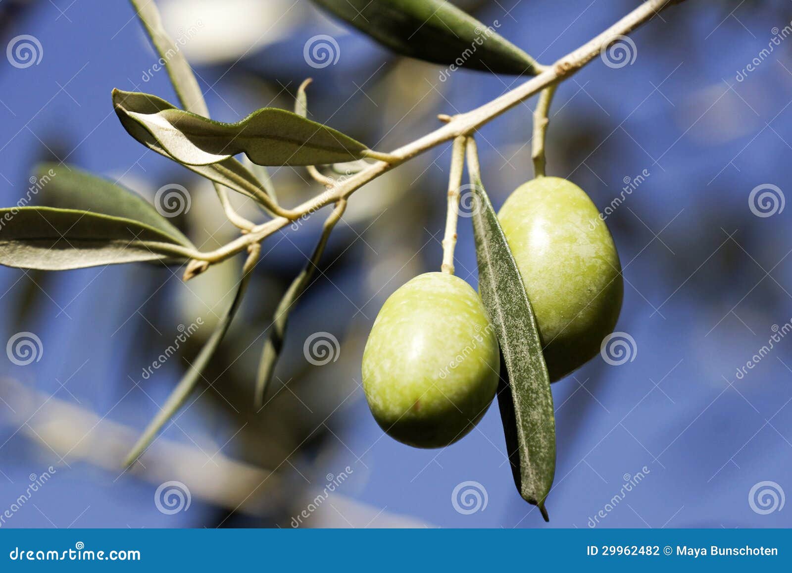 Olives on a tree stock photo. Image of fresh, olive, ripe - 29962482