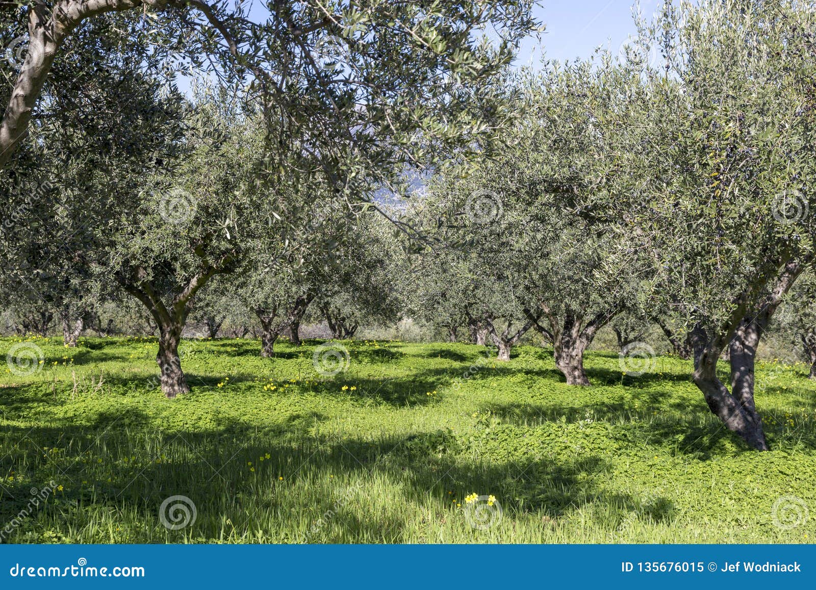 Olives trees in Crete stock image. Image of soil, industry - 135676015