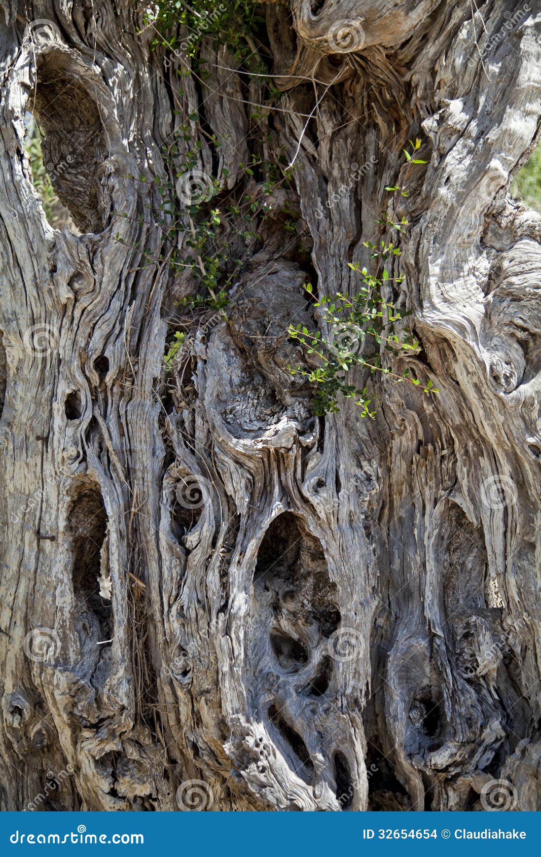Olivetree stock photo. Image of europaea, olea, mallorca - 32654654