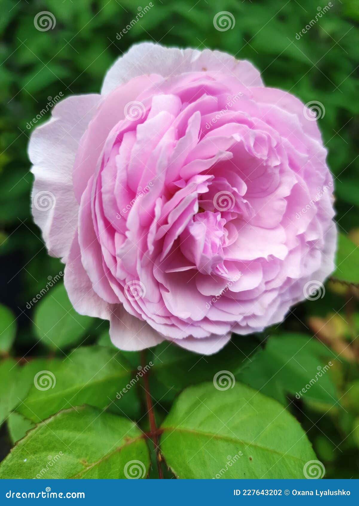 Olivia Rose David Austin English Shrub Rose Royalty-Free Stock Image ...