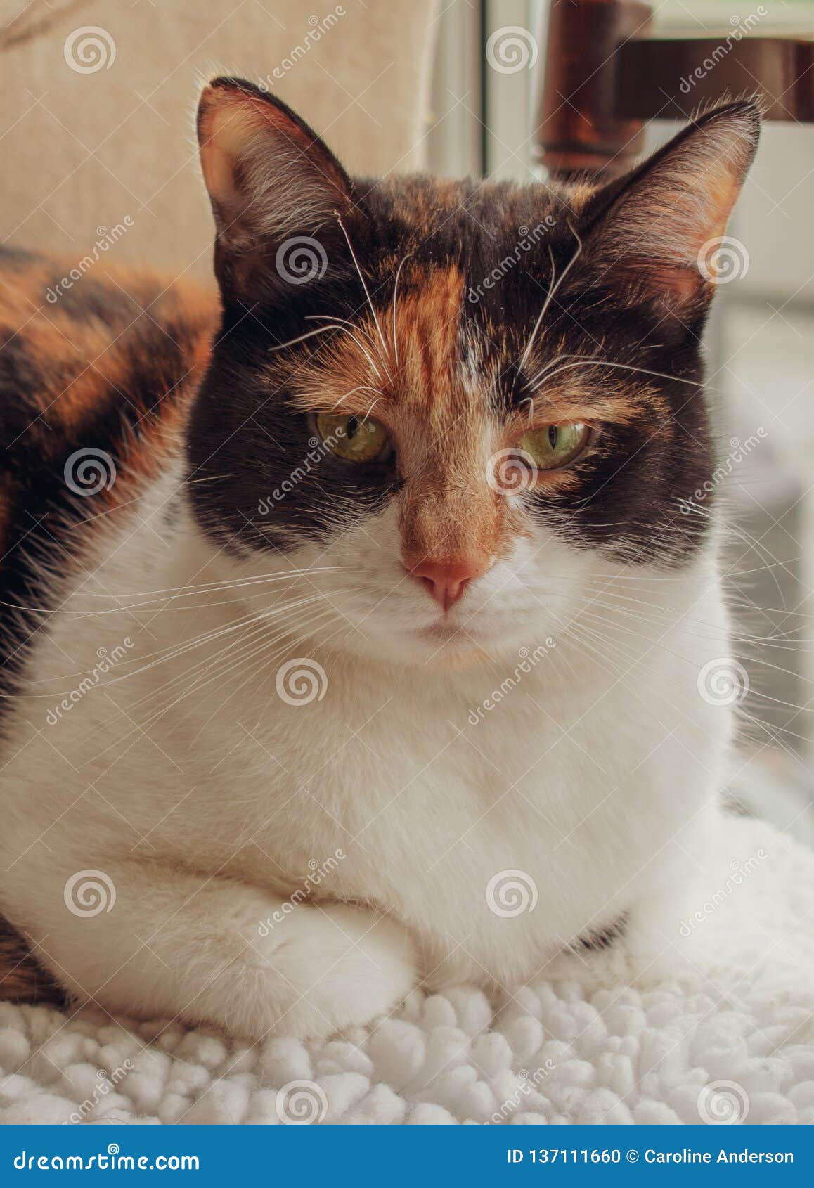Tortoiseshell Calico Cat Lying on Kitchen Chair Stock Photo - Image of ...