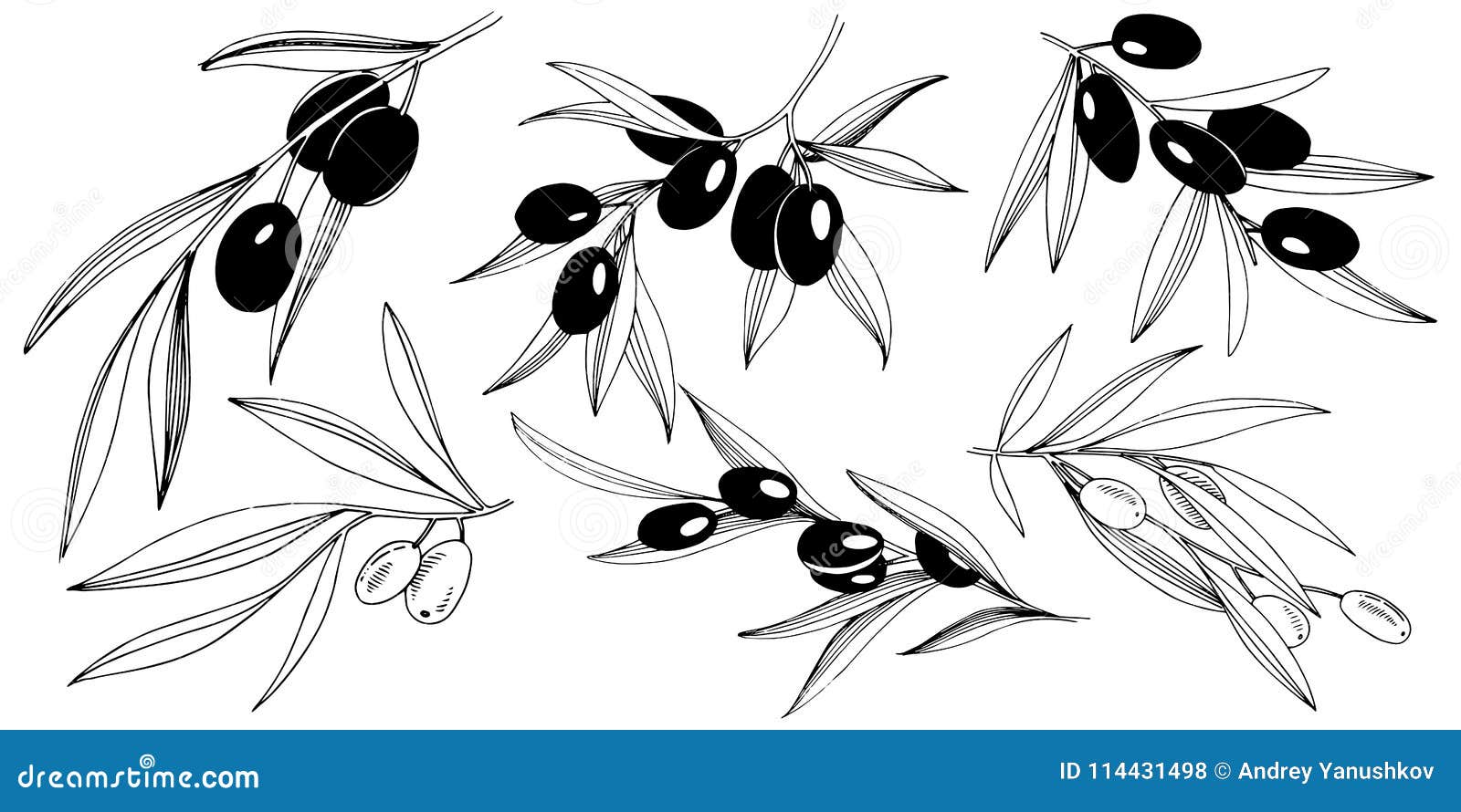 Olivo En Un Estilo Del Vector Aislado Ilustración del Vector ...