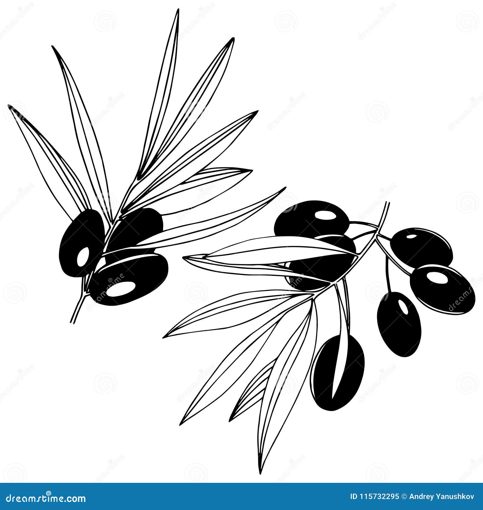 Olivo En Un Estilo Del Vector Aislado Ilustración del Vector ...
