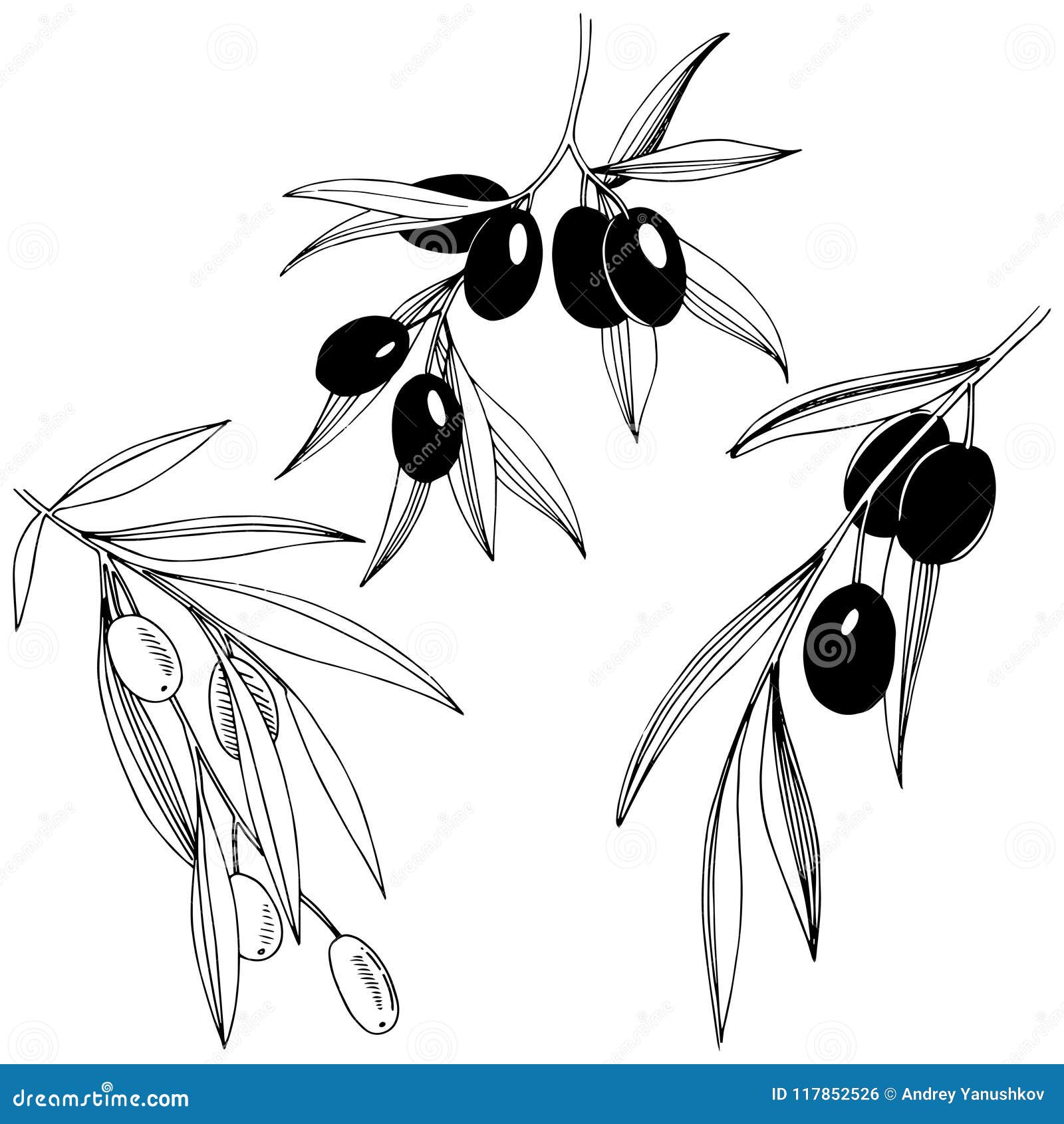 Olivo En Un Estilo Del Vector Aislado Ilustración del Vector ...