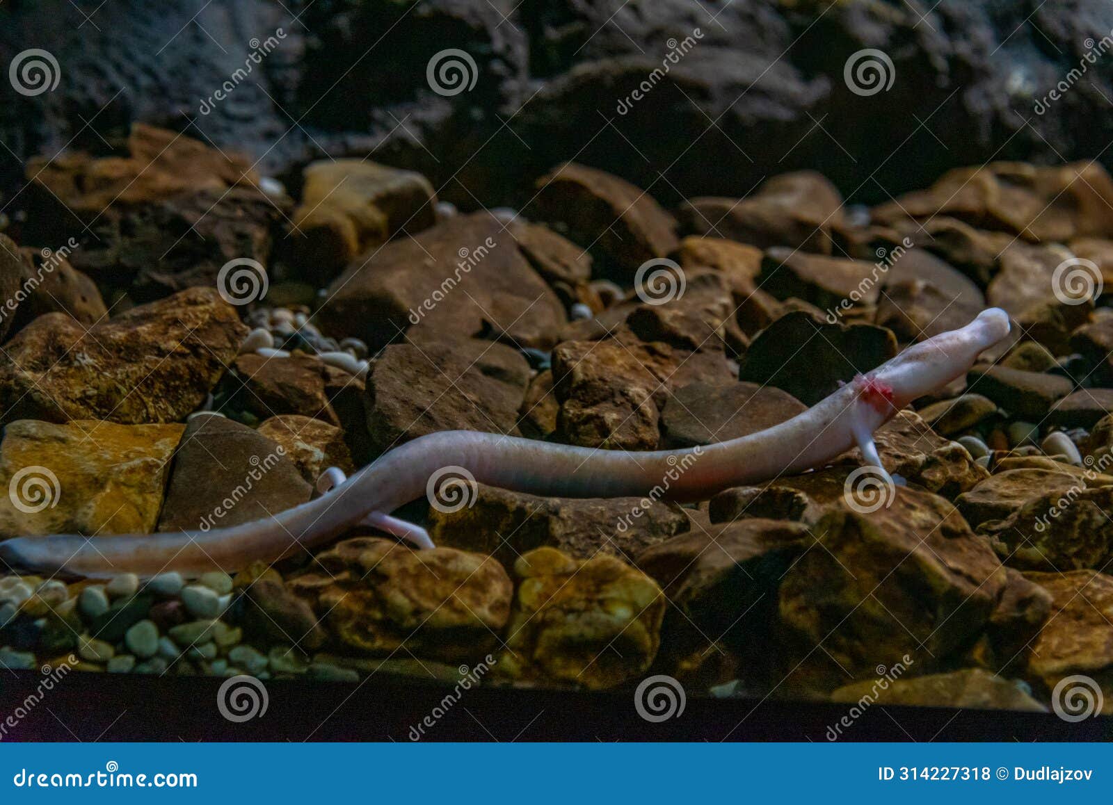 The Olm Or Proteus Or Proteus Anguinus Is An Aquatic Salamander In The ...