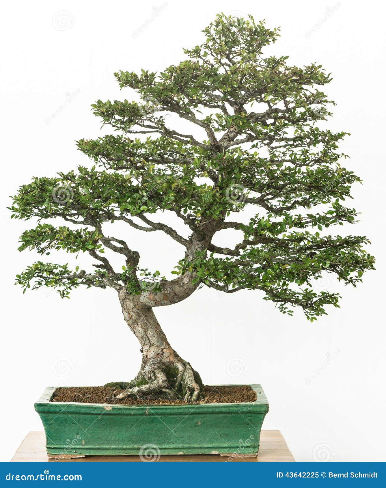 Olmo Cinese Come Albero Dei Bonsai Immagine Stock - Immagine di nave ...