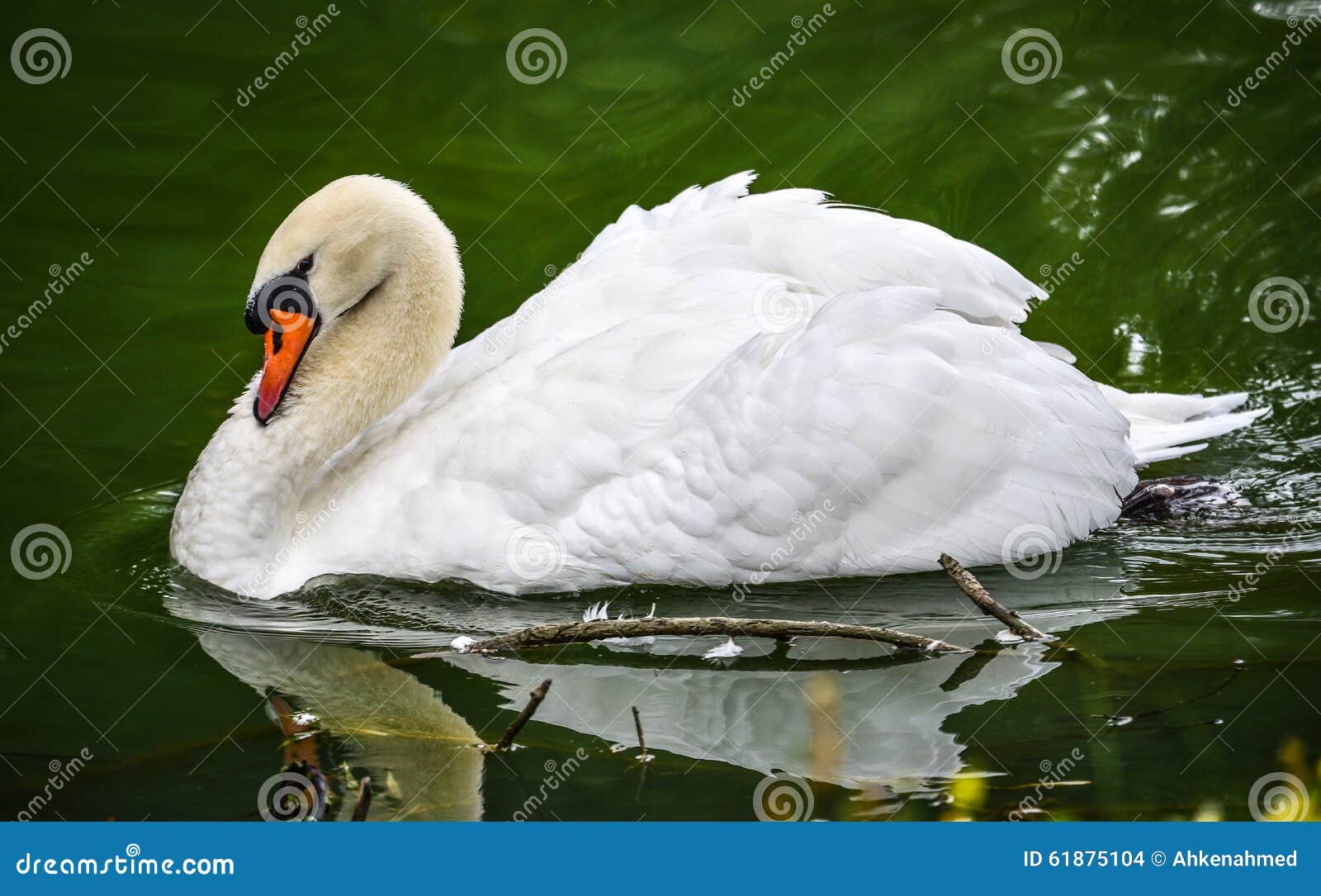 Olor Del Cygnus Del Cigno Muto Fotografia Stock - Immagine di stagno ...