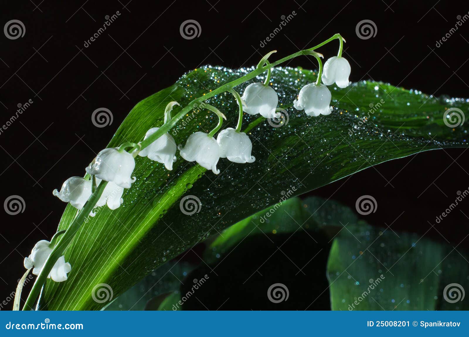 Olor fresco del lirio de imagen de archivo. Imagen de fresco - 25008201