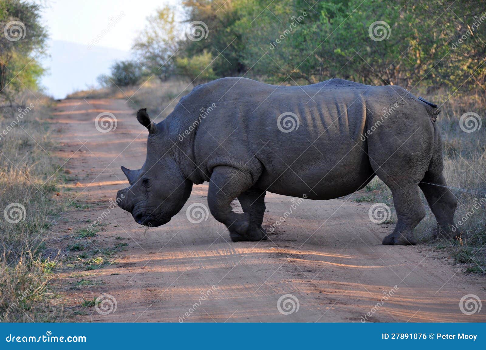 Olor-marca Grande Del Rinoceronte Su Territorio Foto de archivo ...