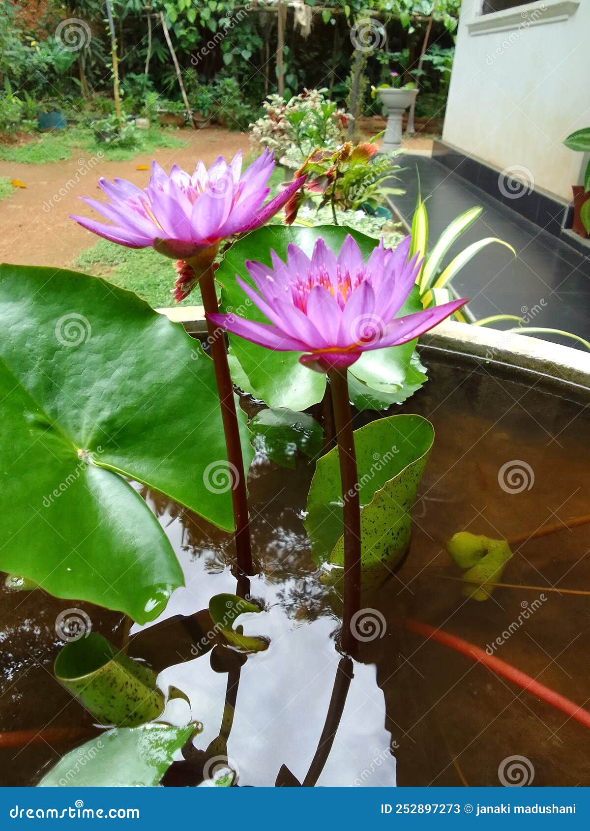 Olu flowers in srilanka stock image. Image of green - 252897273