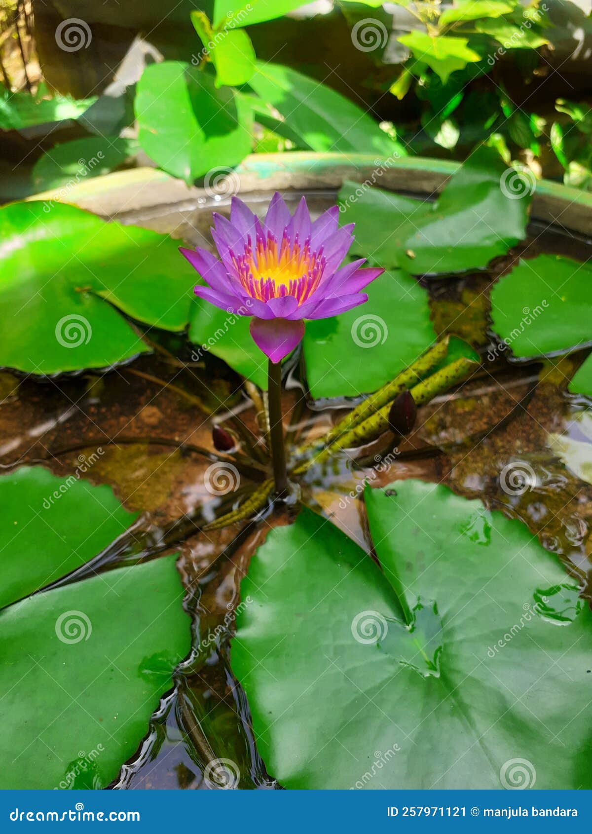 Olu from Srilanka Flower Beautiful Stock Image - Image of beautiful ...