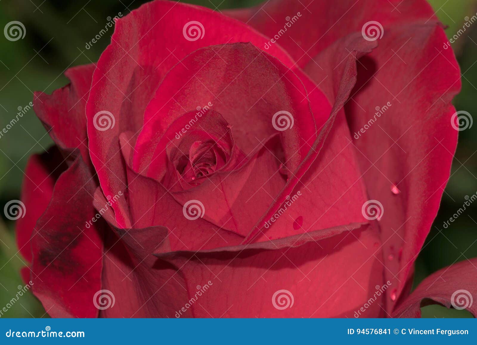 Olympiad Red Rose Flower stock image. Image of macro - 94576841