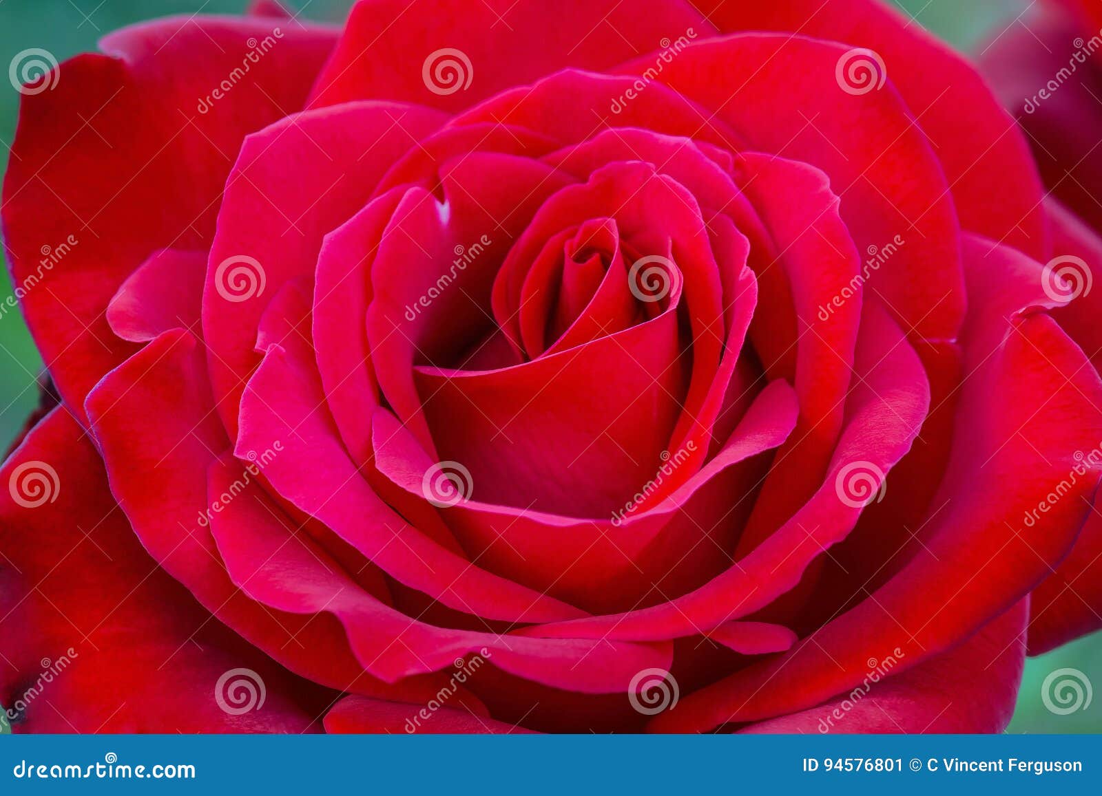 Olympiad Red Rose Flower stock image. Image of olympiad - 94576801