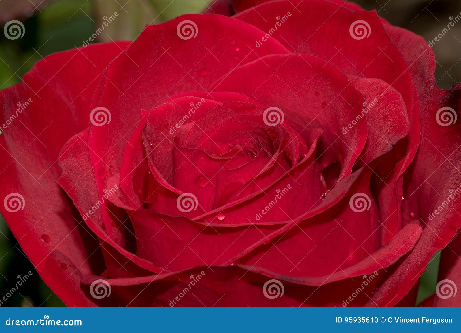 Olympiad Red Rose stock photo. Image of rose, outdoor - 95935610