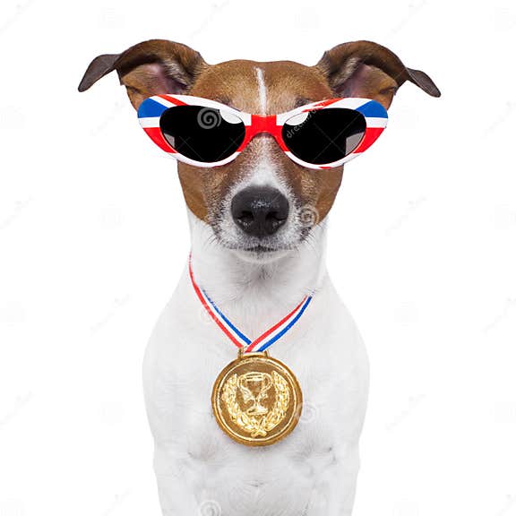 Olympic dog stock image. Image of gold, celebration, funny - 25859517