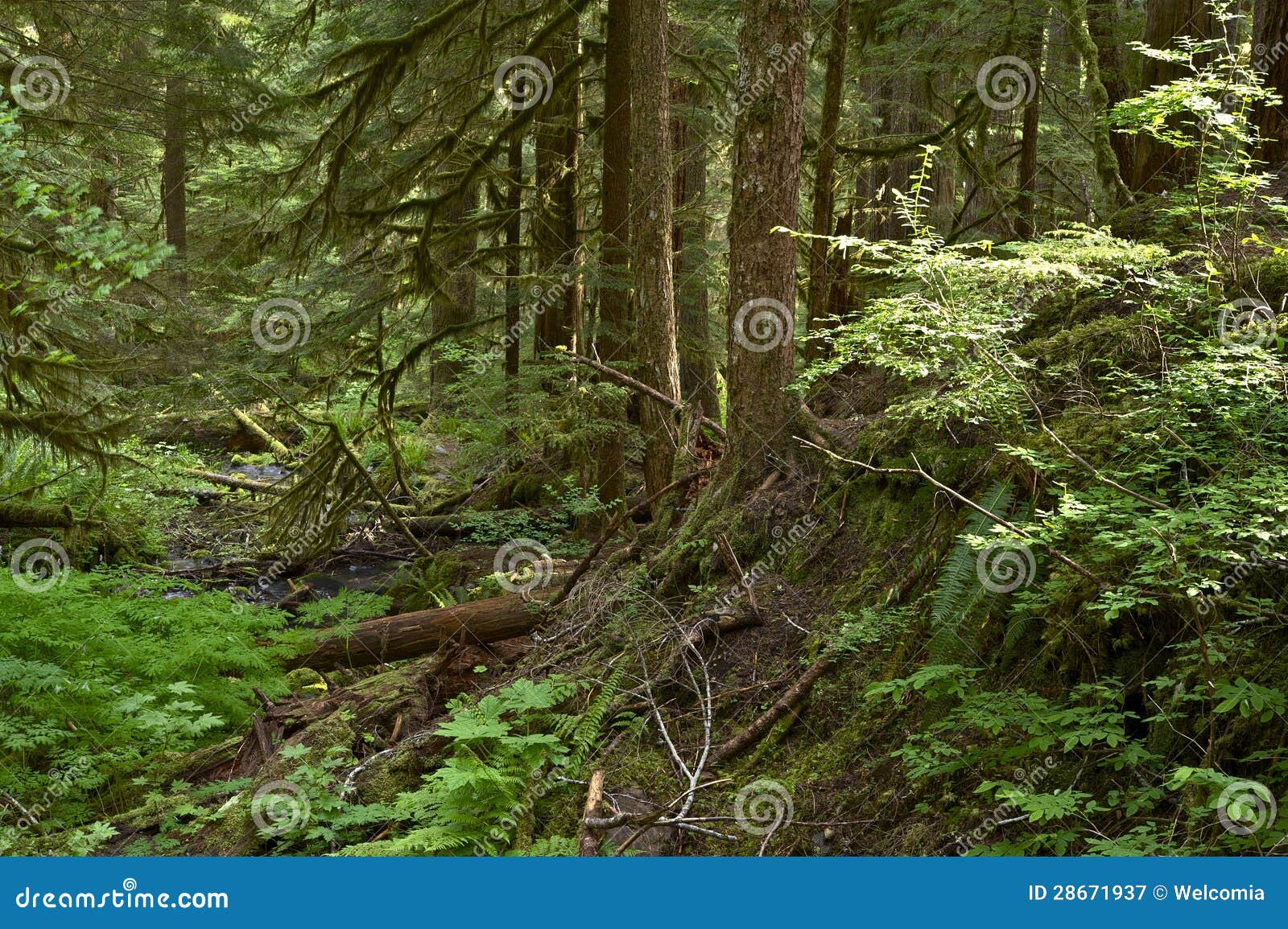 Olympic Forest Trail stock image. Image of hiking, nature - 28671937