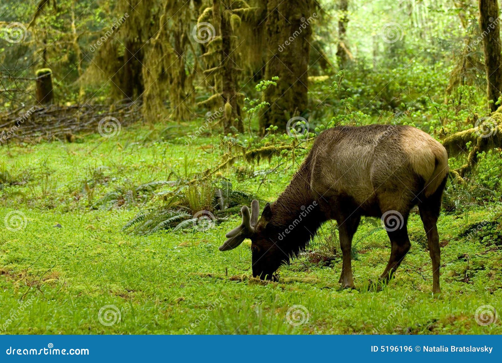 Washington Rainforest Animals