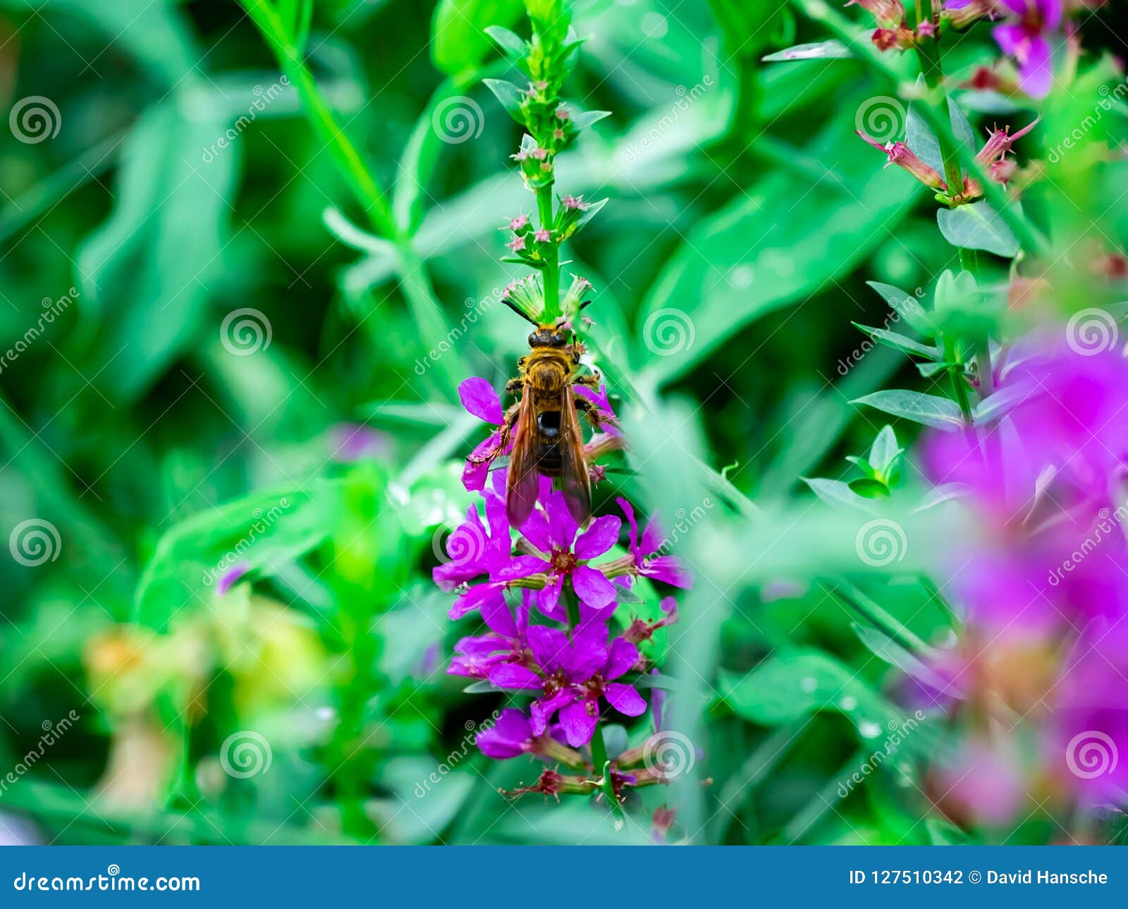 Japanese Honey Bee Visits Flowers 2 Stock Photo - Image of kanagawa ...