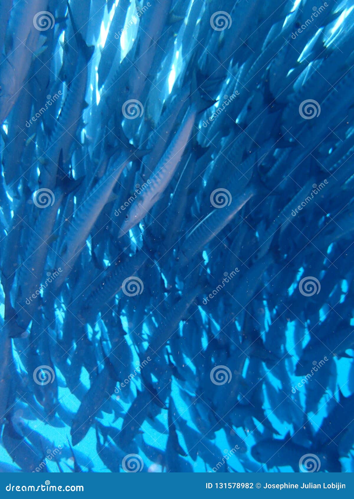 The Beauty of Underwater World in Sabah, Borneo. Stock Photo - Image of ...