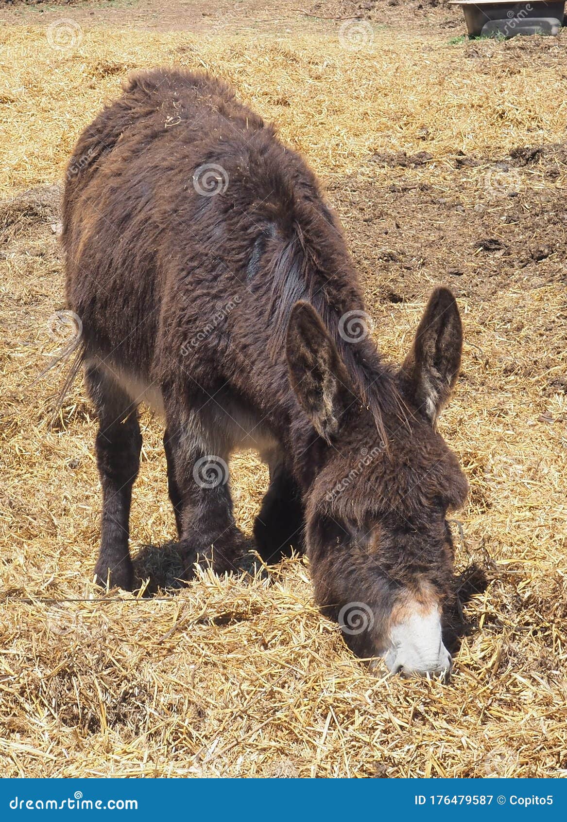 Horse Animal Eating Straw, Tarragona, Spain, Europe Stock Image - Image ...