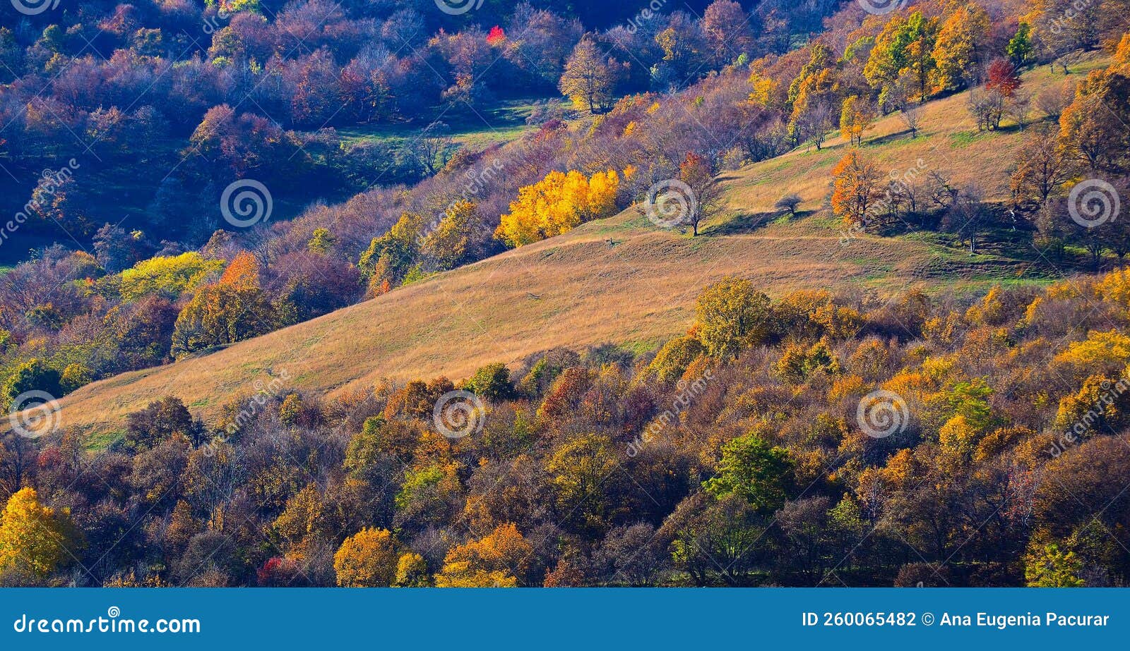 Autumn Story from Mountains of Transylvania , Golden Trees, Remetea 12 ...