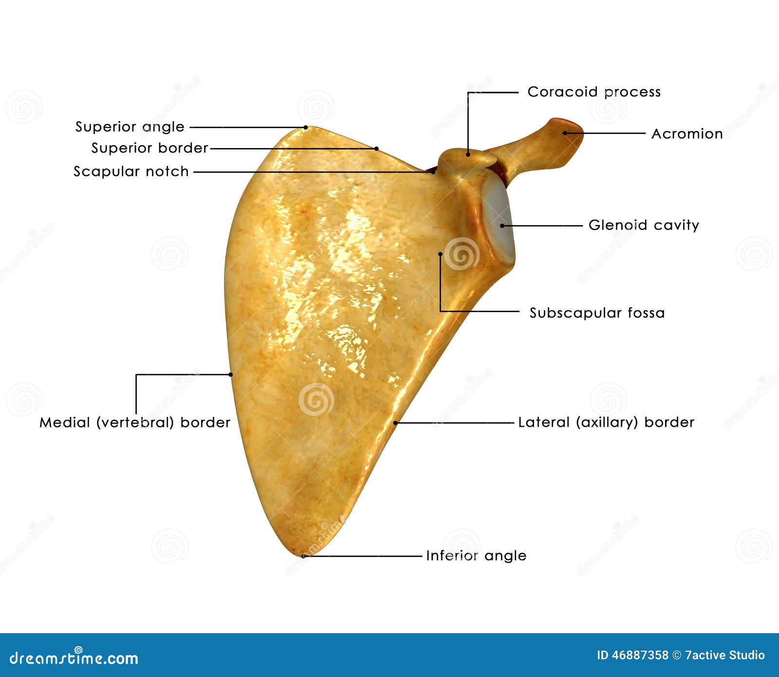 Omóplato stock de ilustración. Ilustración de rotor, muscular - 46887358