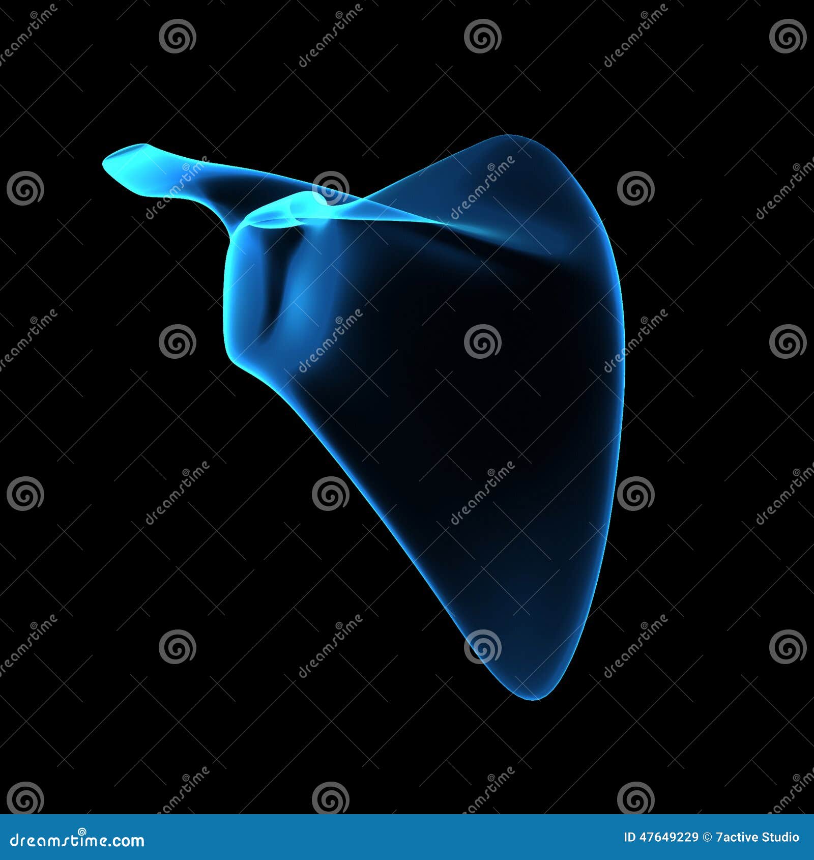 Omóplato stock de ilustración. Ilustración de spine, esquelético - 47649229