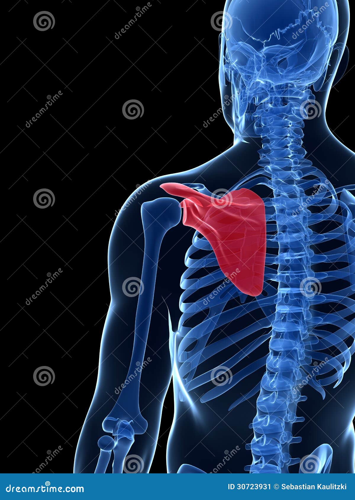 Omóplato destacado stock de ilustración. Ilustración de esqueleto ...