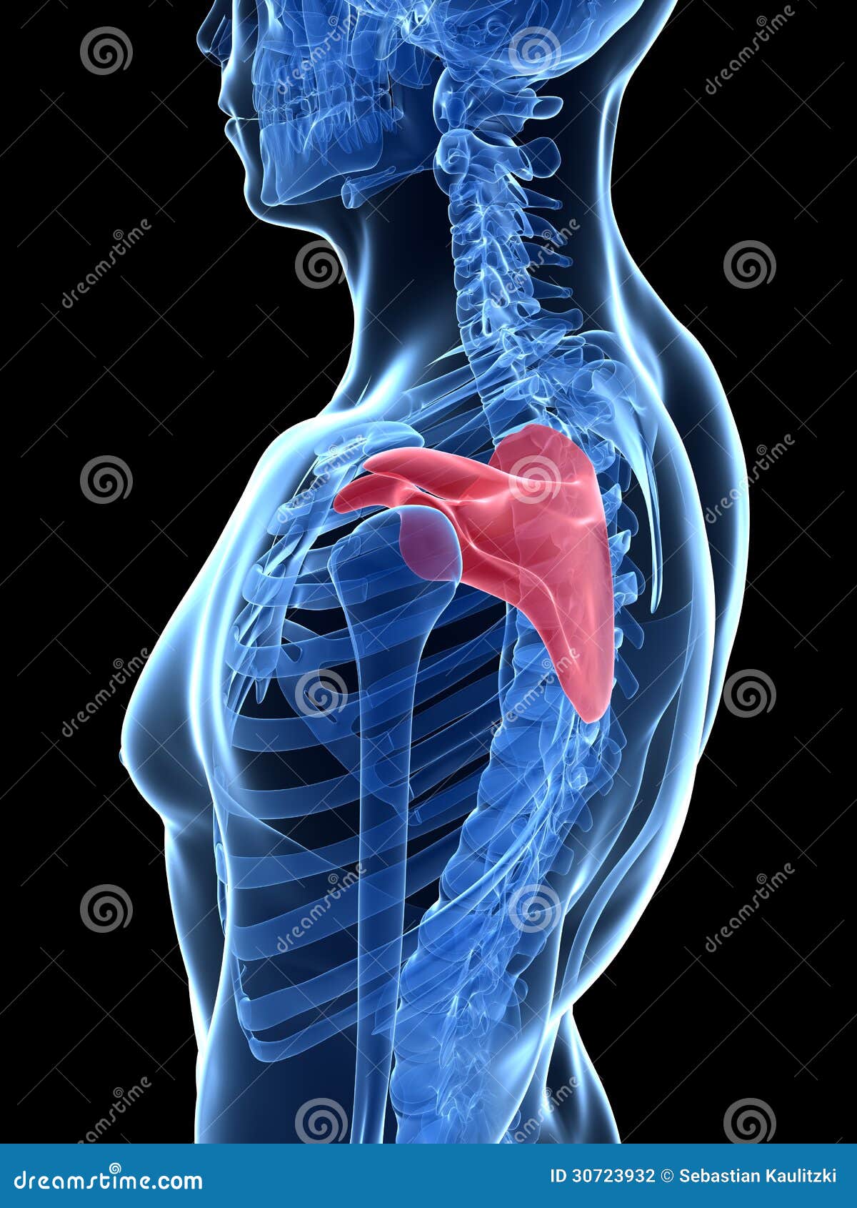 Omóplato destacado stock de ilustración. Ilustración de hueso - 30723932