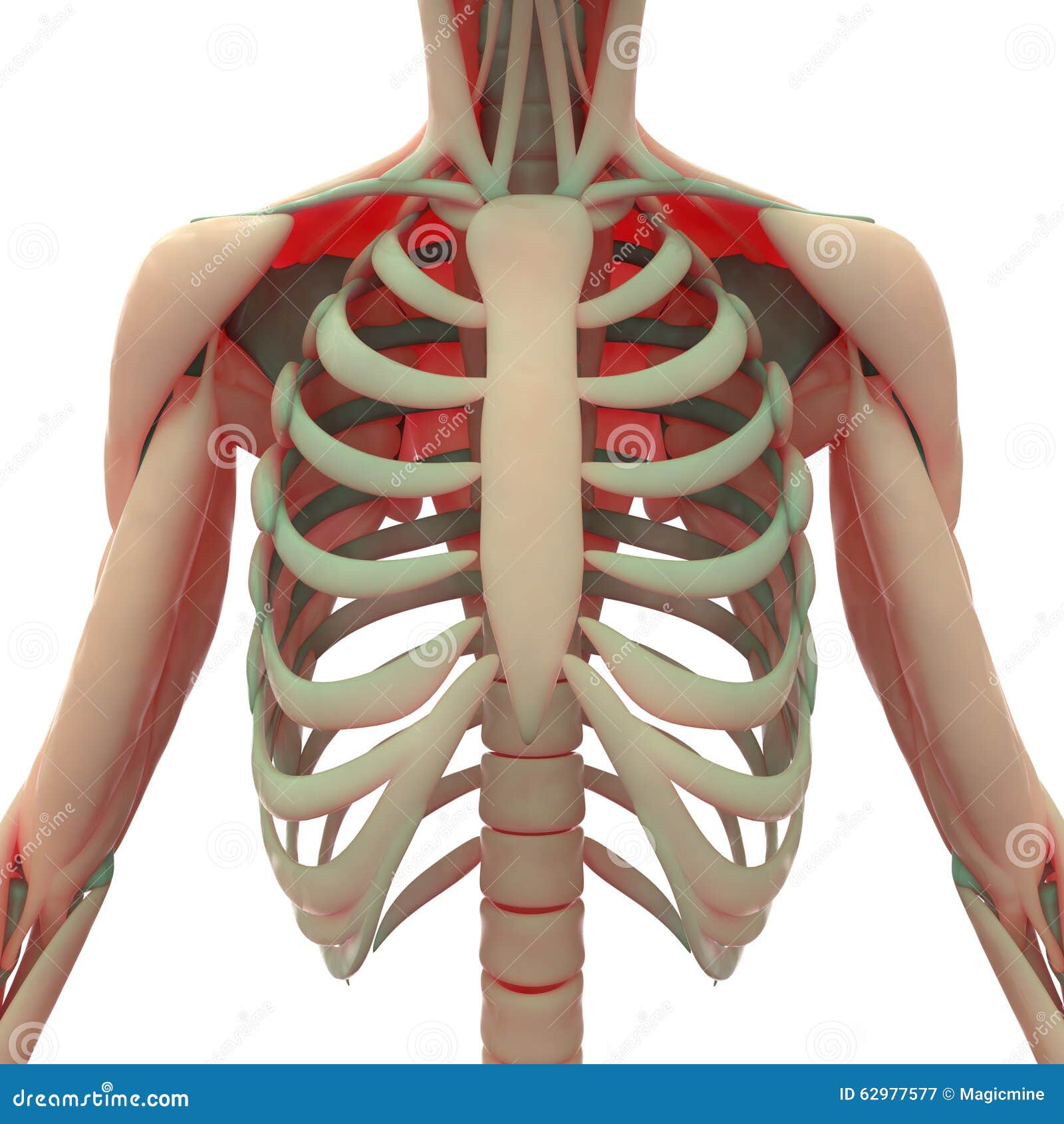 Omóplato Humano Con Las Costillas Stock de ilustración - Ilustración de ...