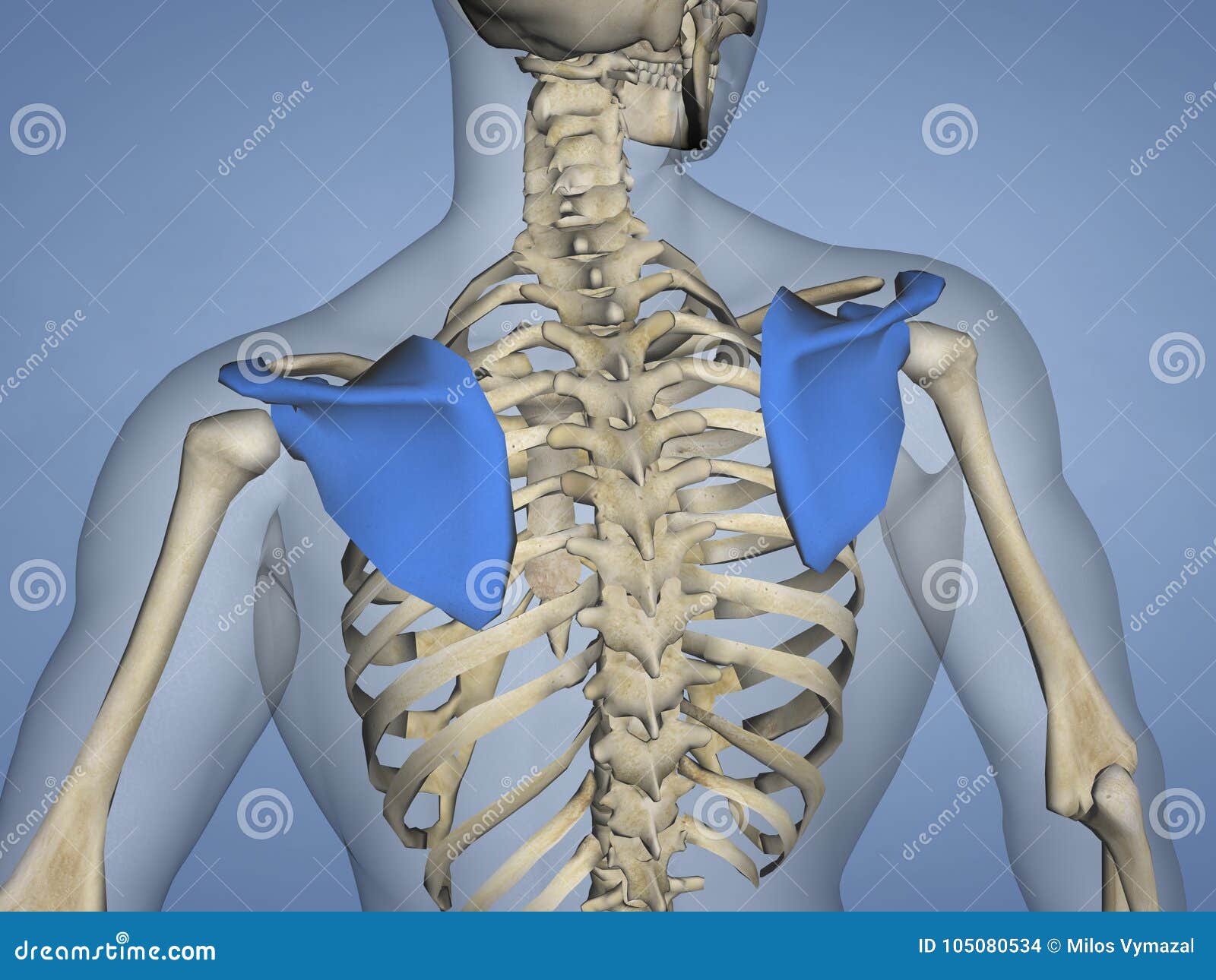 Omóplato M-SKEL-SCAPULA 2, Modelo 3D Stock de ilustración - Ilustración ...