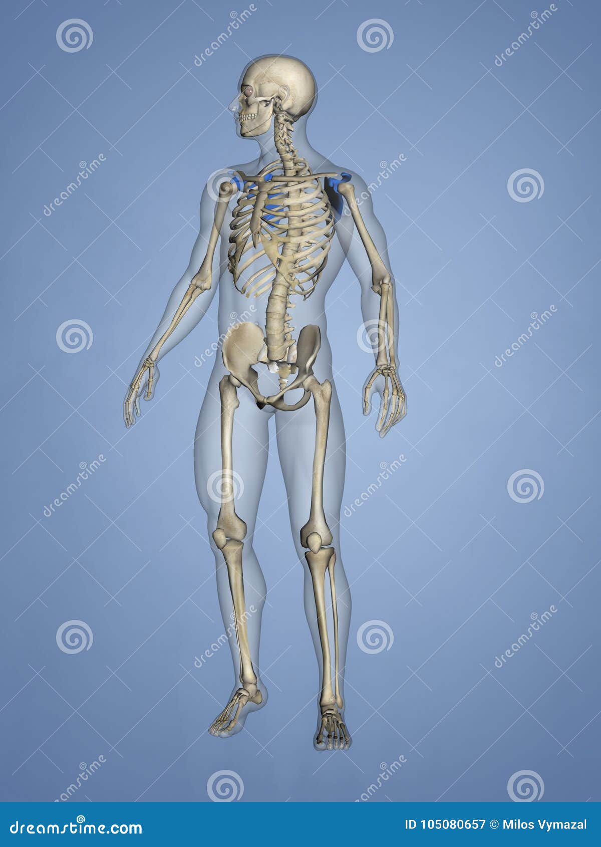 Omóplato M-SKEL-SCAPULA 8, Modelo 3D Stock de ilustración - Ilustración ...