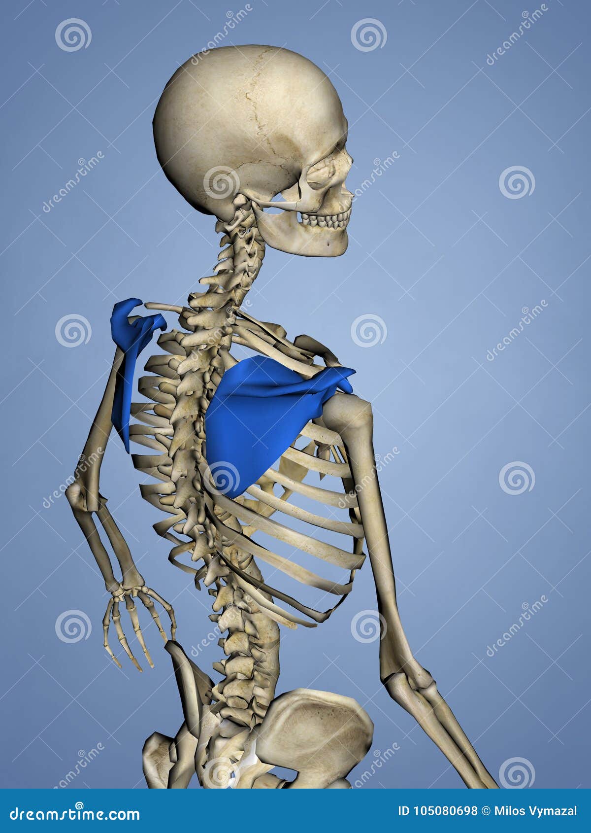 Omóplato M-SKEL-SCAPULA 12, Modelo 3D Stock de ilustración ...