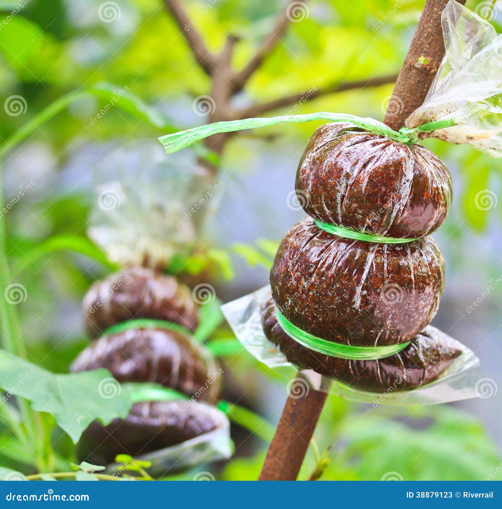 Om de boom te enten stock afbeelding. Image of groen - 38879123