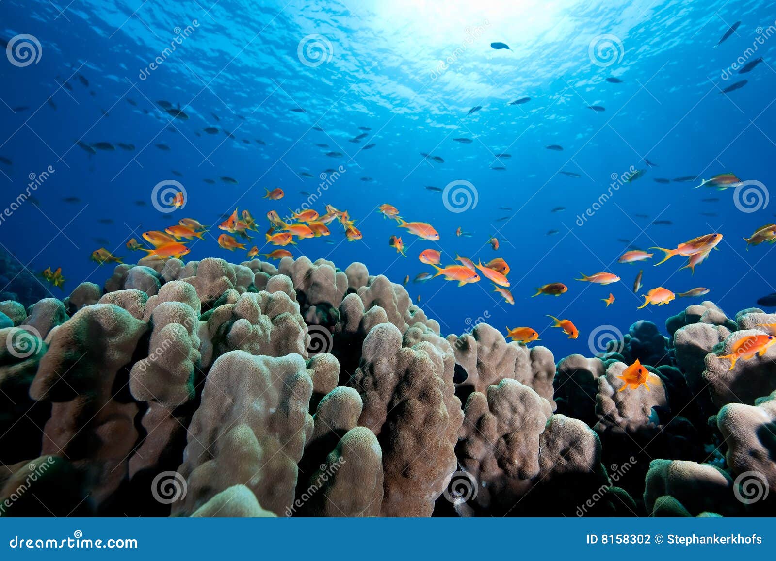 Oman Anthias, Coral and Ocean Stock Photo - Image of nature, dive: 8158302