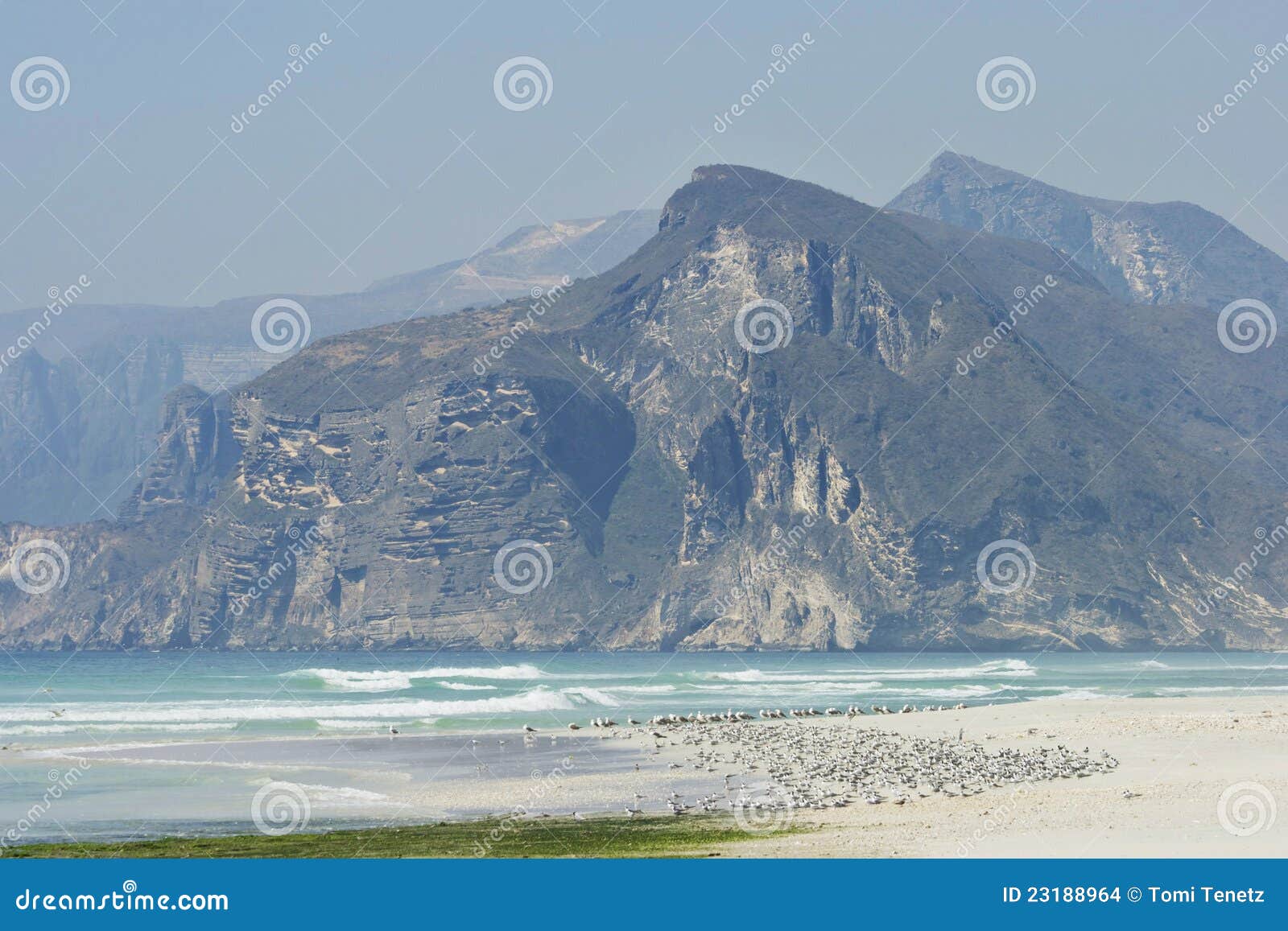 Dhofar Stock Images - Download 811 Royalty Free Photos