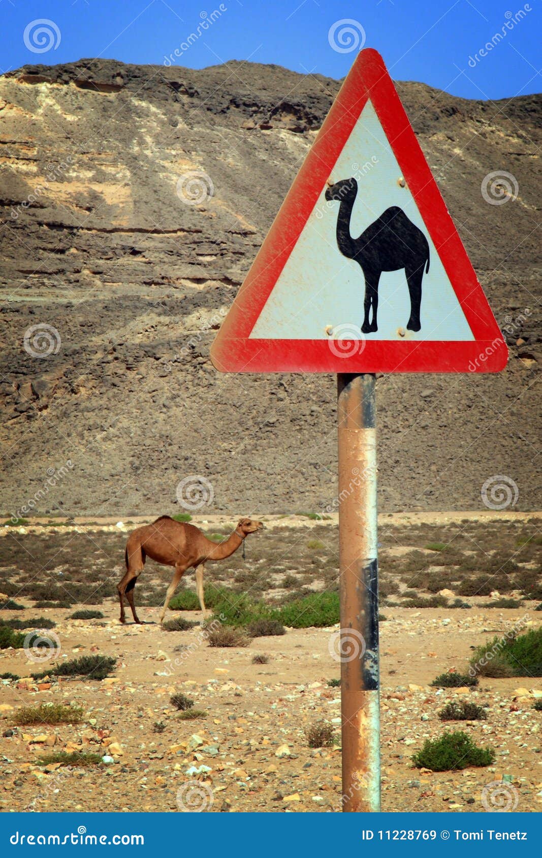 Camel Warning Sign On The Road. Signage In The Desert In Israel Royalty ...