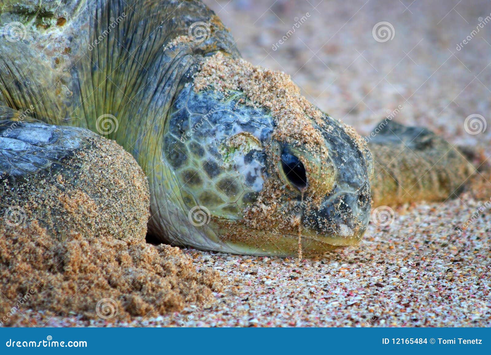 Oman: Crying Turtle stock photo. Image of arabian, indian - 12165484