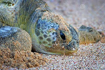 Oman: Crying Turtle stock photo. Image of arabian, indian - 12165484