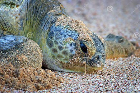 Oman: Crying Turtle stock photo. Image of arabian, indian - 12165484