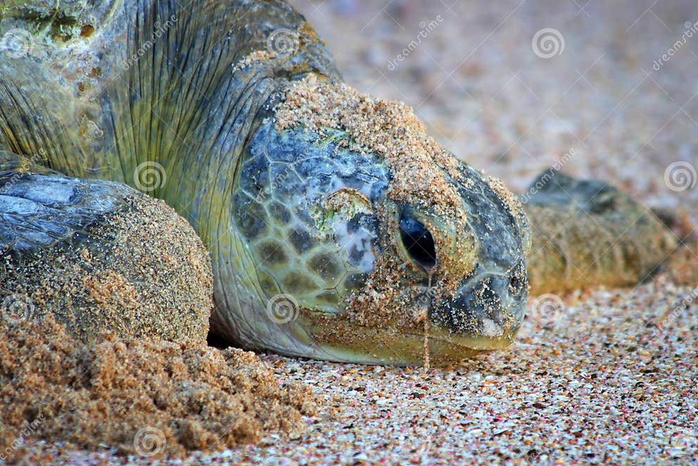 Oman: Crying Turtle stock photo. Image of arabian, indian - 12165484