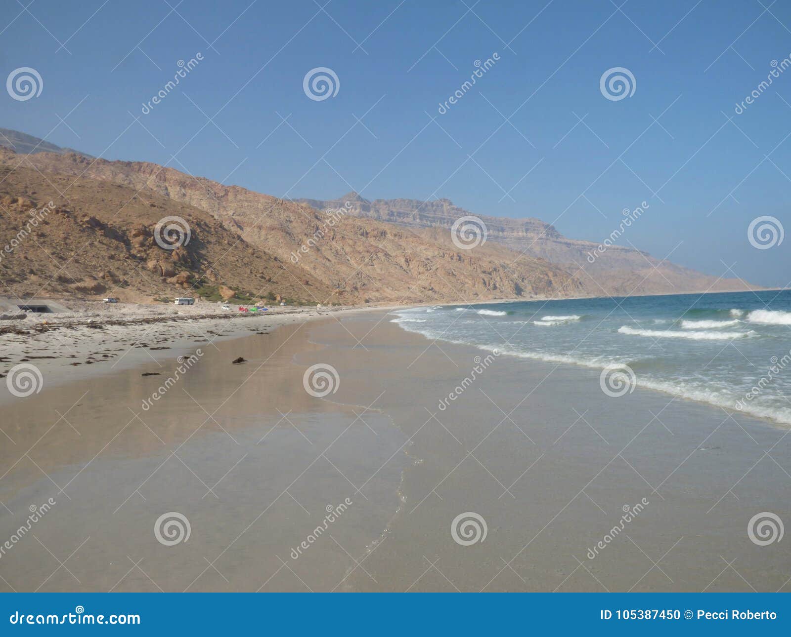 Oman, Dolphin Beach stock photo. Image of biology, marsh - 105387450