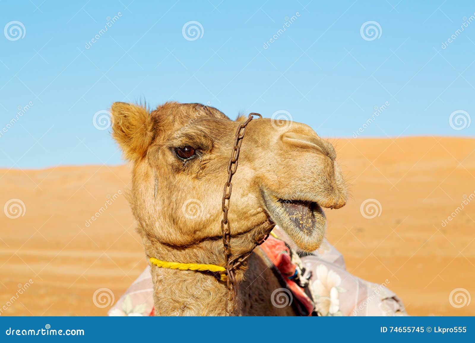 In Oman Empty Quarter of Desert Free Stock Image - Image of nature ...
