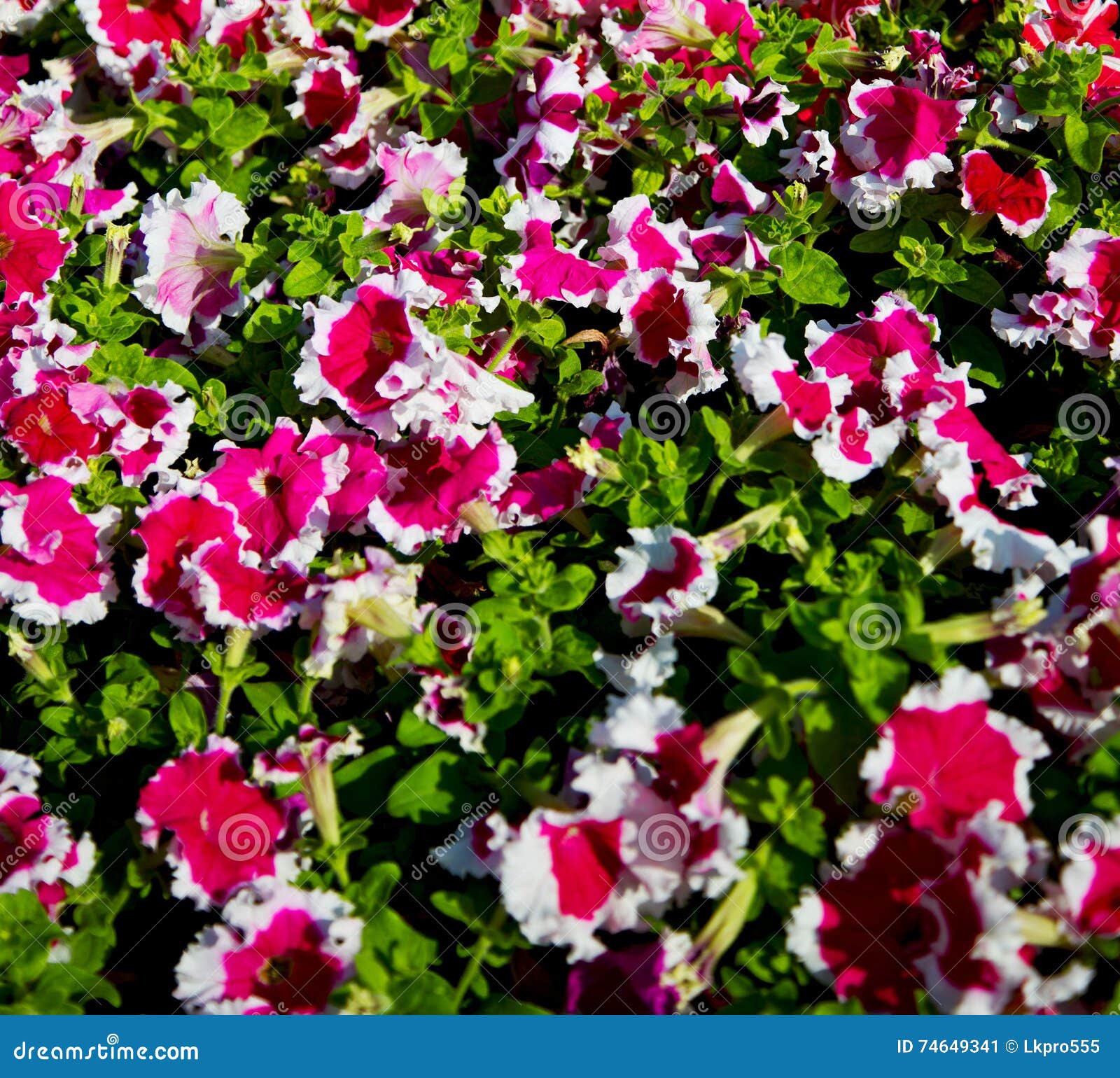 In Oman Flowers and Garden the Spring Colors Stock Image - Image of ...