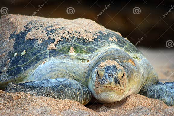 Oman: Green Turtle stock photo. Image of oman, turtle - 11228726