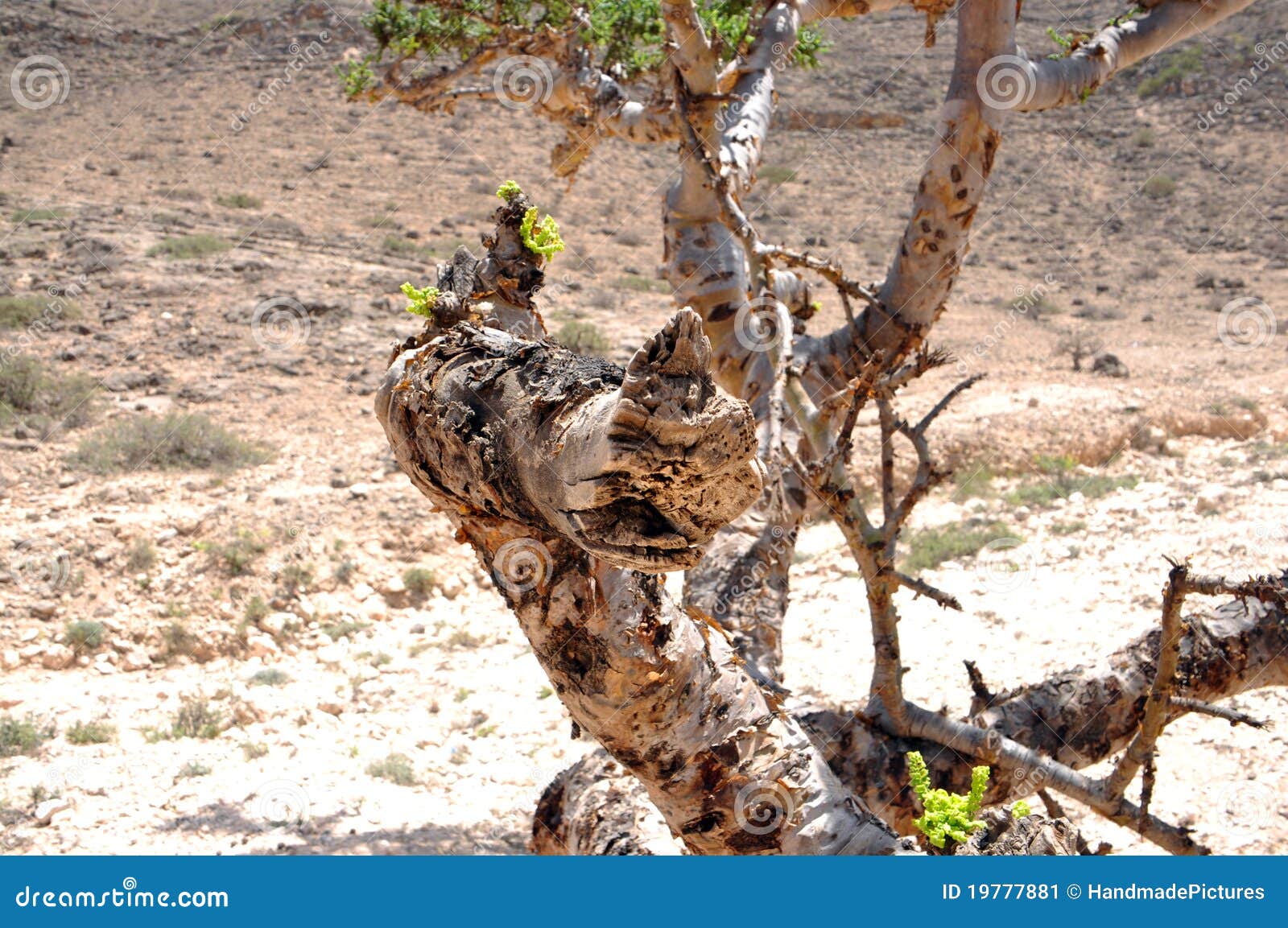 Frankincense And Myrrh Tree