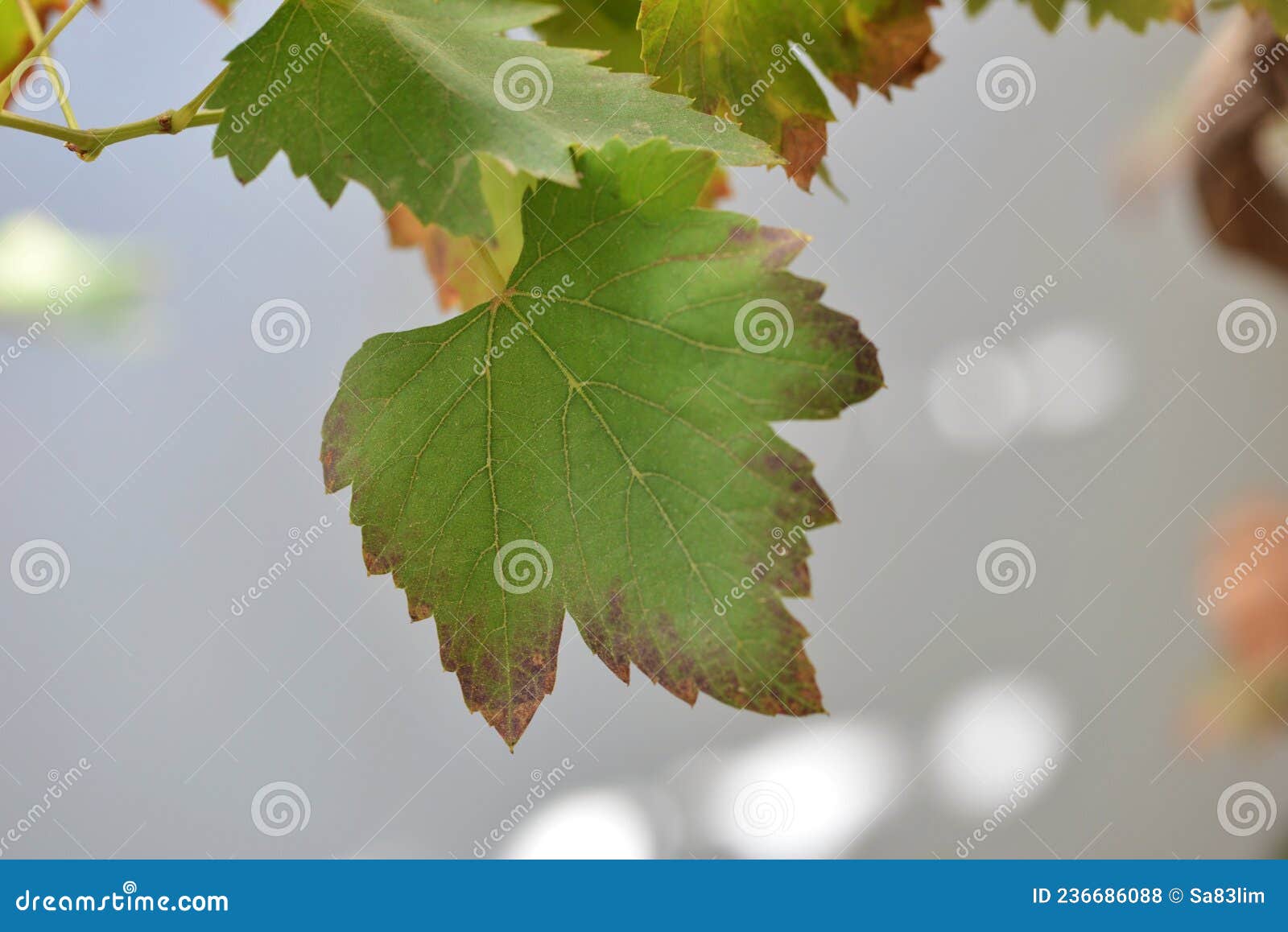 Omani grape tree leaves stock photo. Image of leaves - 236686088