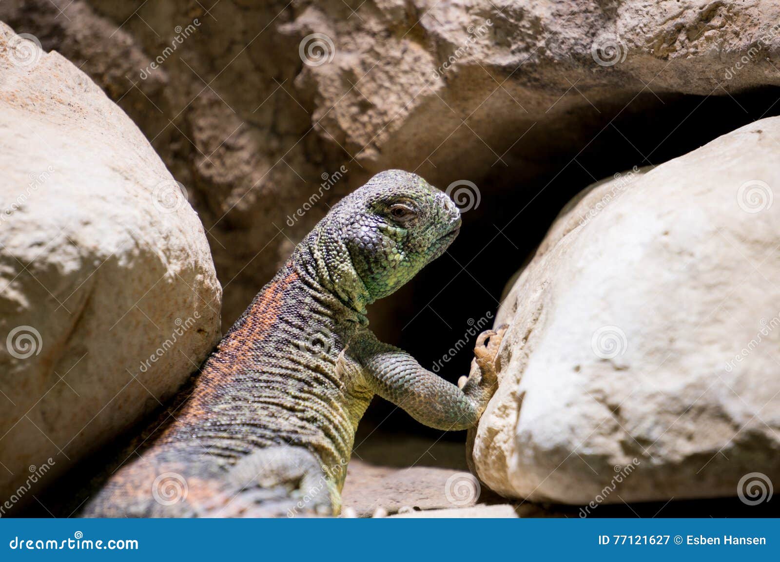 Omani spiny tailed Lizard stock image. Image of herbivorous - 77121627
